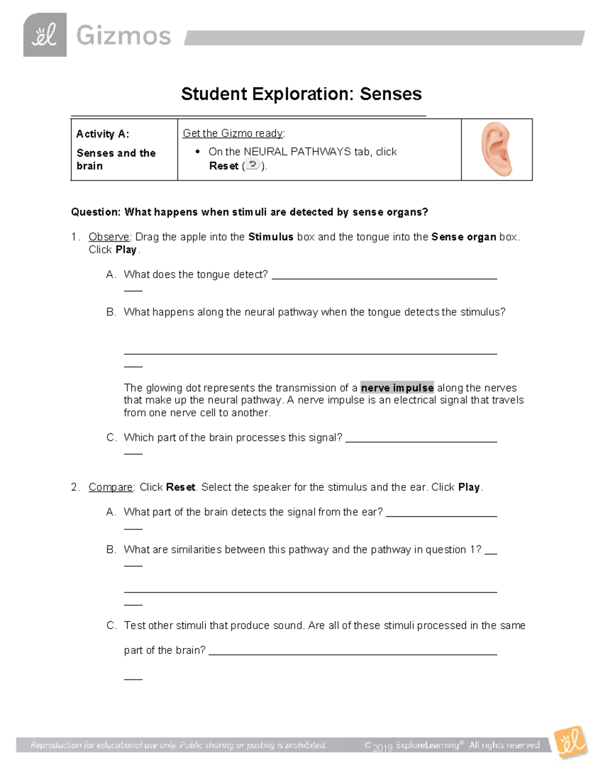Senses Activity A: Exploring Neural Pathways in Gizmo 2025 - Studocu