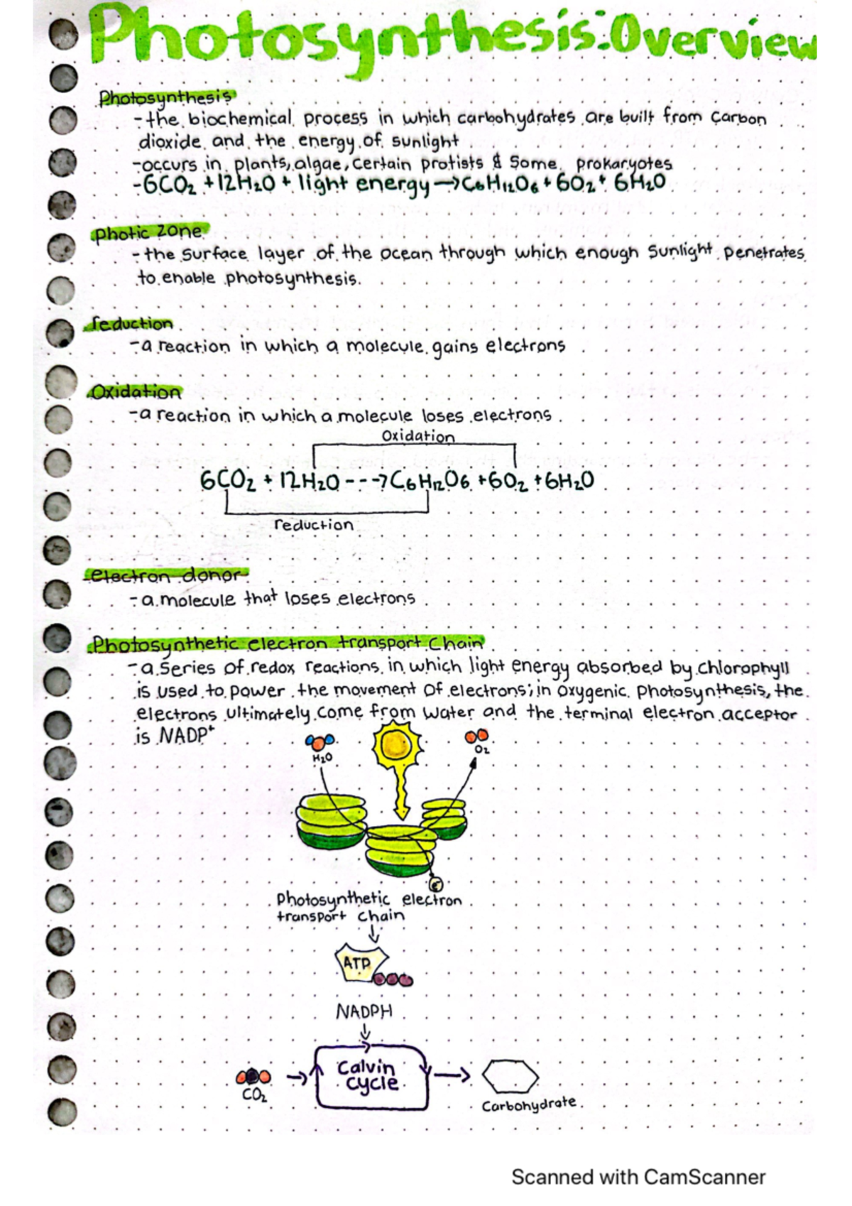 Bio 1204 Final Exam Study Guide: Photosynthesis Processes and ...
