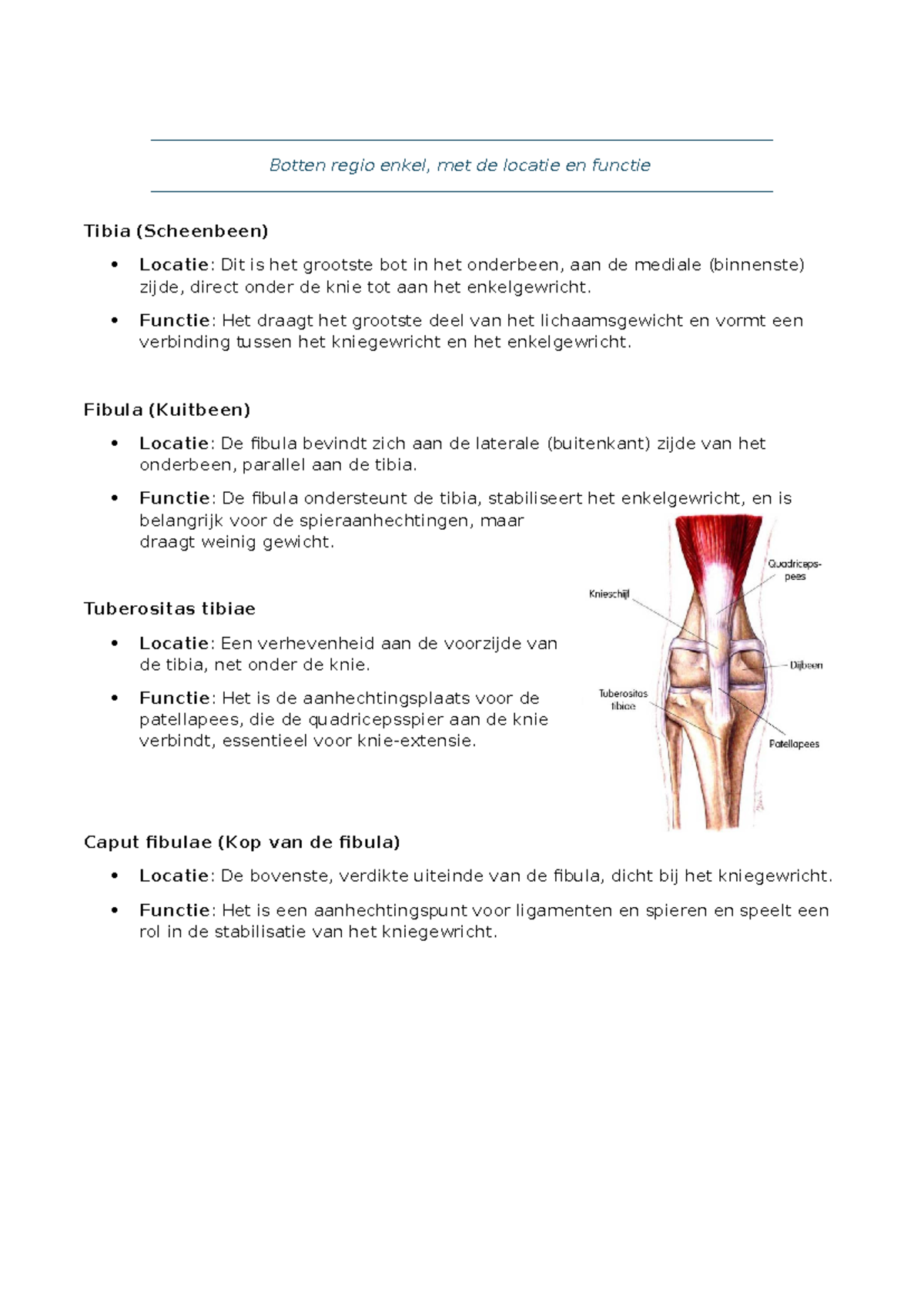 Anatomie en Functies van de Enkel Regio: Botten, Spieren en Ligamenten ...