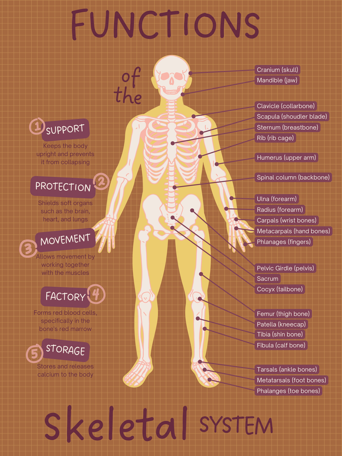 Functions of the Skeletal System Educational Poster in a Red Light ...