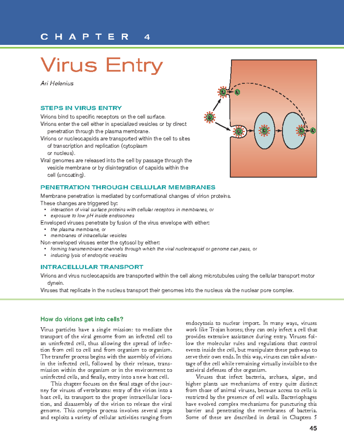 Virus Entry Mechanisms and Strategies in Viral Infections - CH 4 - Studocu