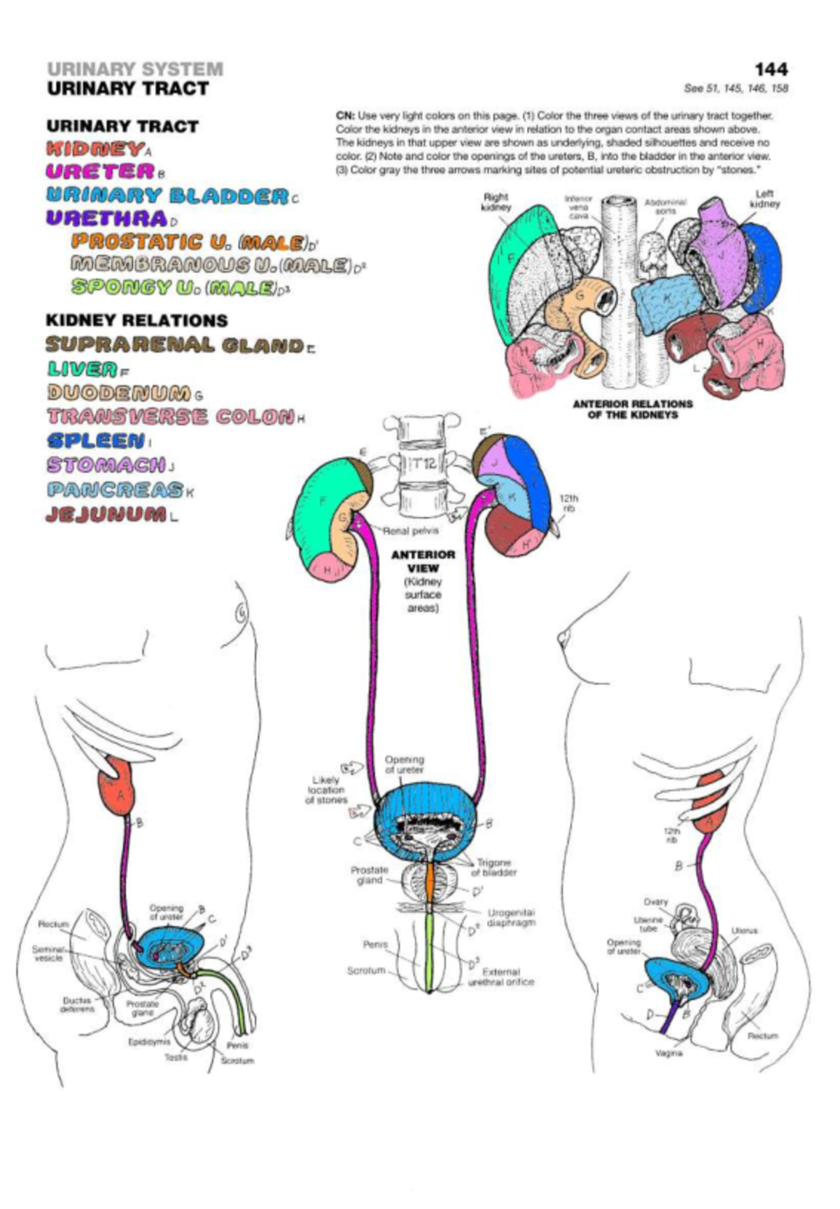 URINARY SYSTEM COLORING GUIDE 144 - ANATOMY COLORING BOOK - Studocu