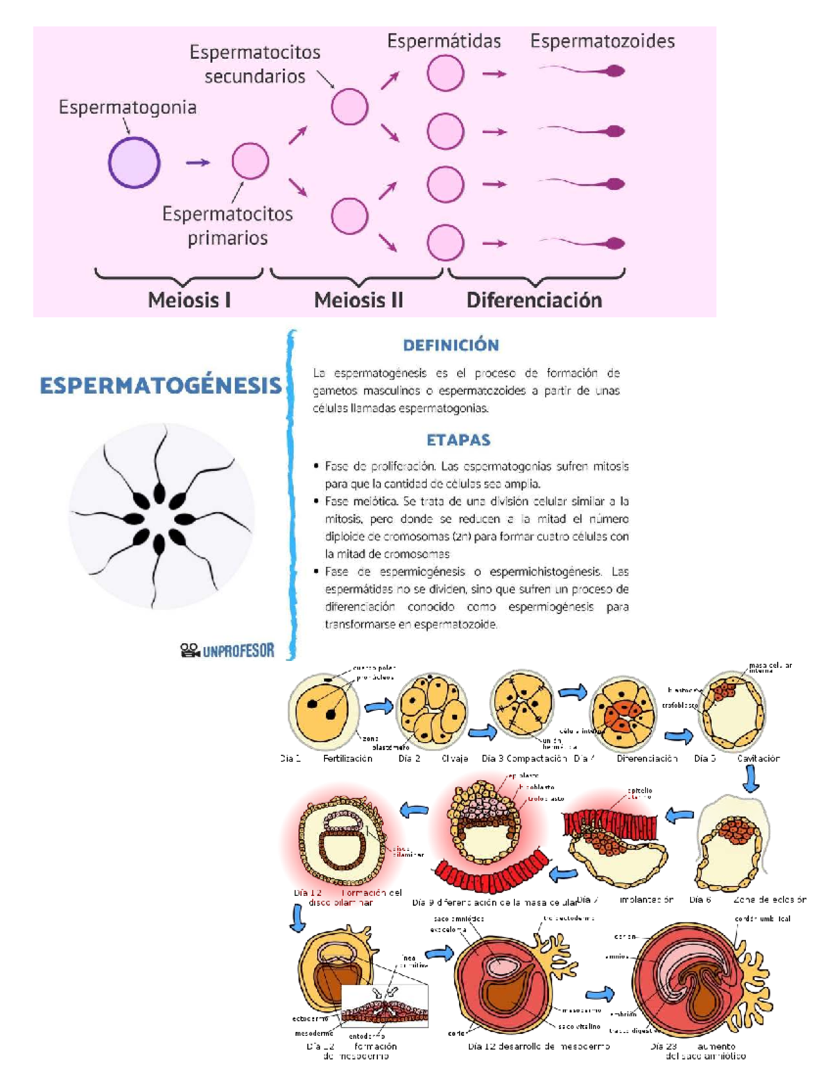 Espermatogénesis: Proceso y Etapas de Formación de Gametos - Studocu
