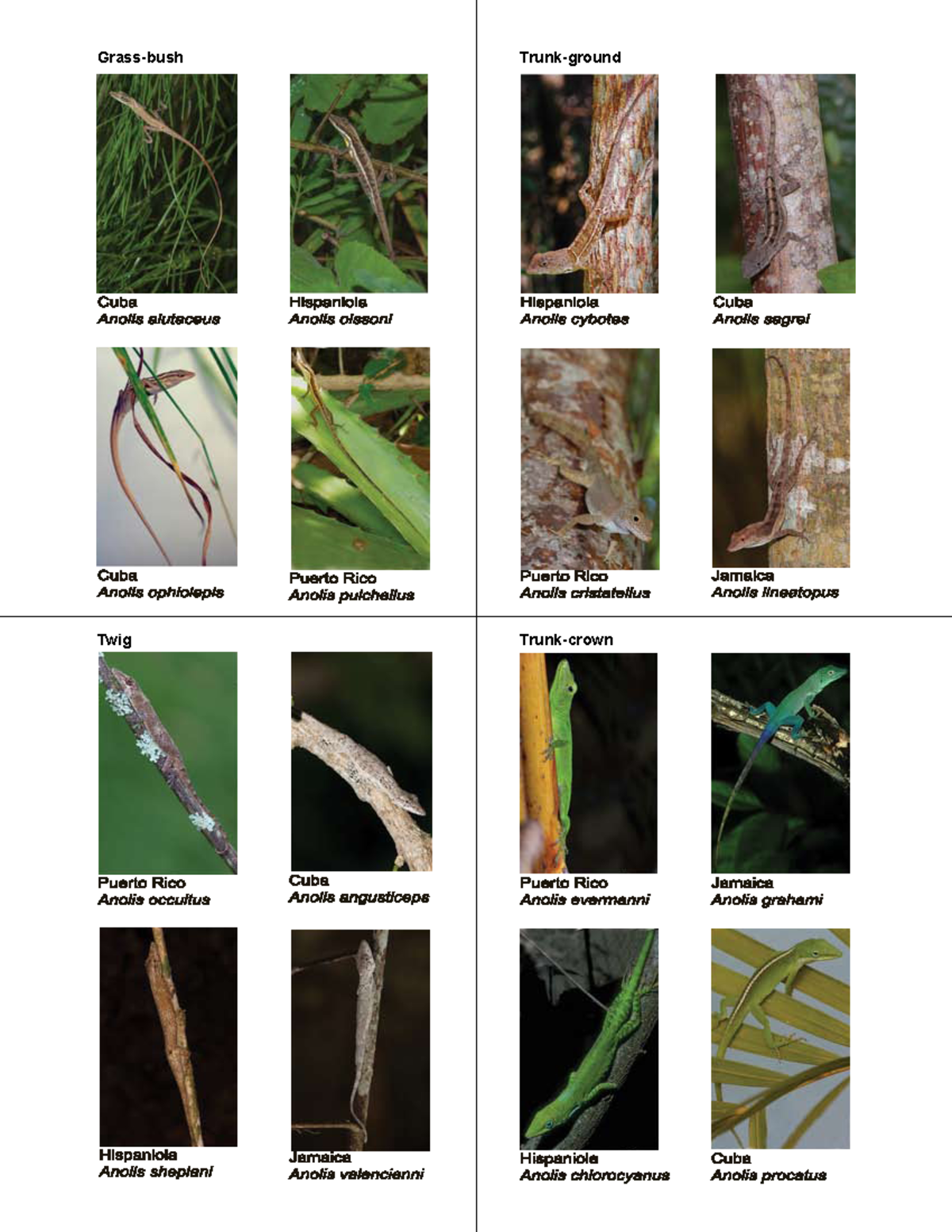 Natural Selection & Adaptation in Anolis Species: A Study of Diversity ...