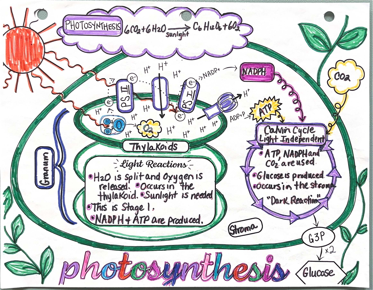 Dark Reaction Of Photosynthesis Notes