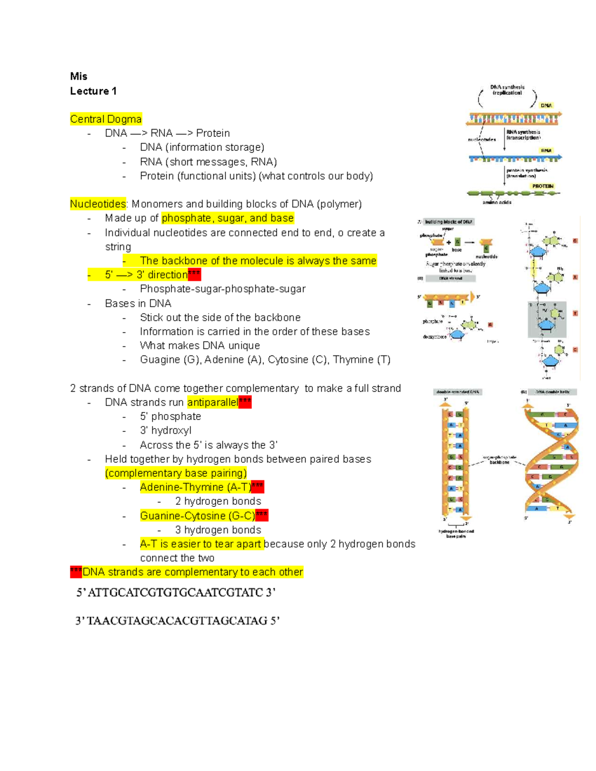 Cell Bio 2 - Lecture Notes on DNA, RNA, and Protein Synthesis - Studocu