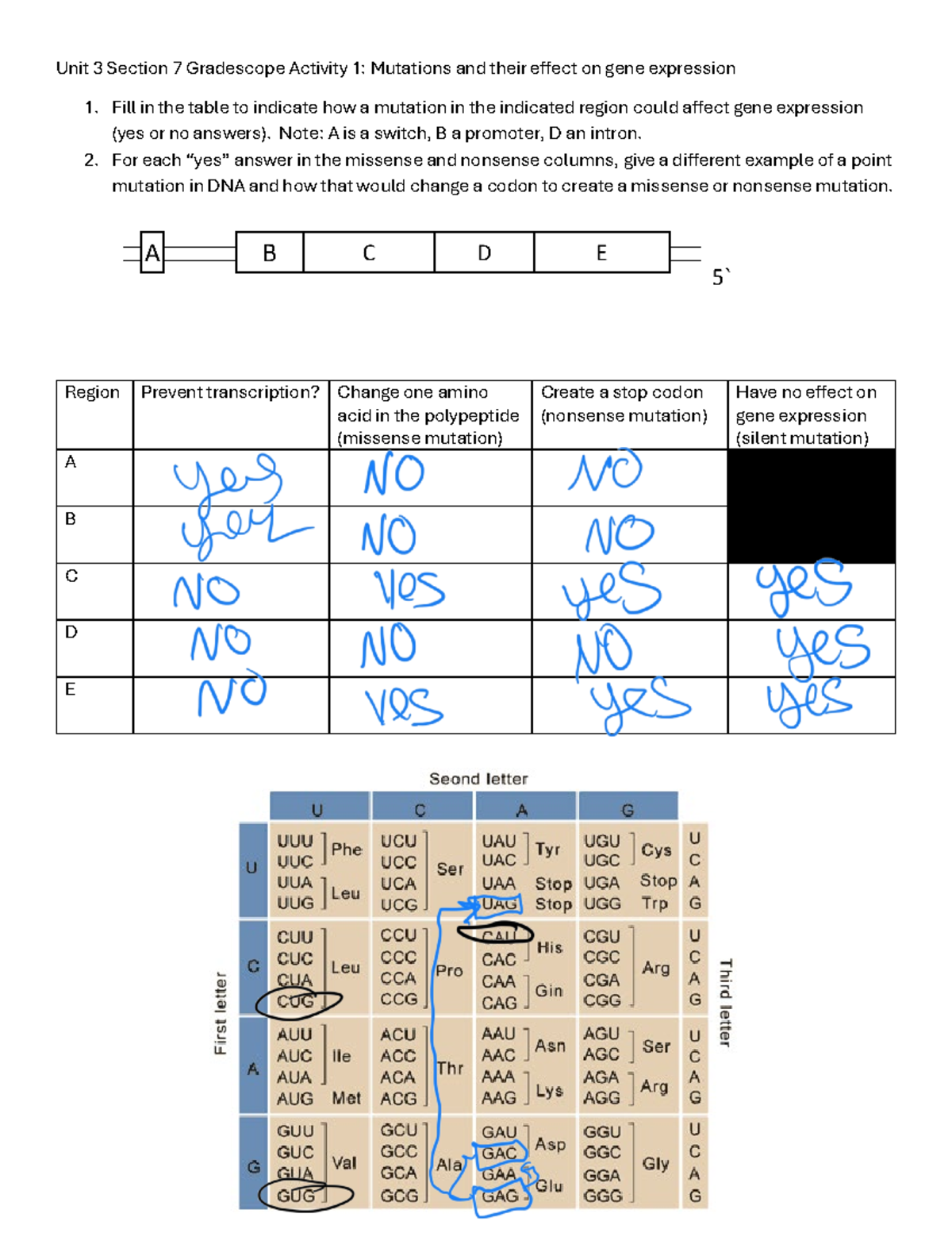 Unit 3, Sec 7: Mutations & Gene Expression Gradescope Activity - Studocu