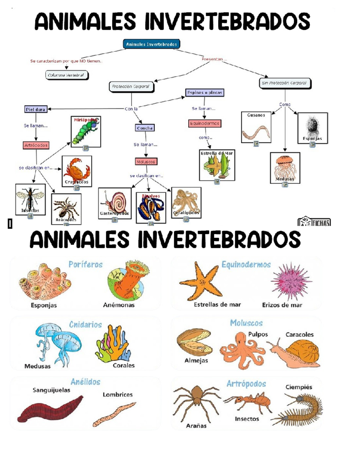 FICHAS DE ANIMALES INVERTEBRADOS: Clasificación y Características - Studocu