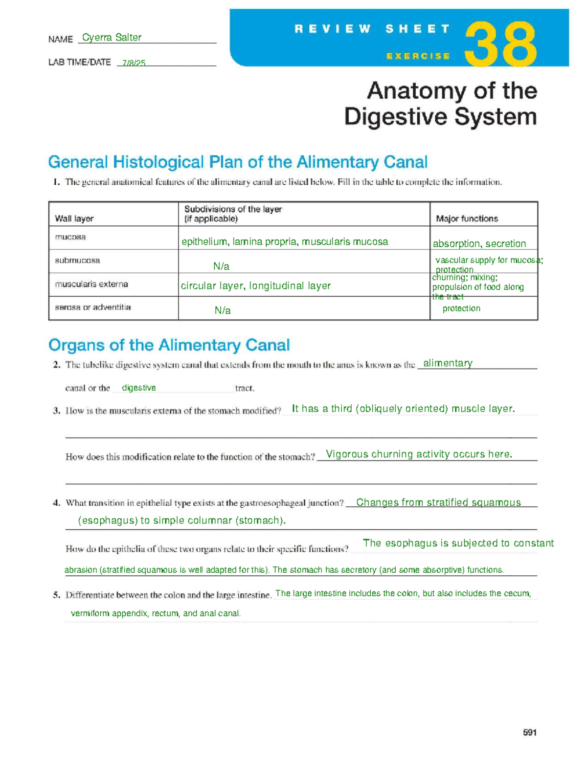 Lab Exercise 25: Digestive System Anatomy and Functions - Studocu