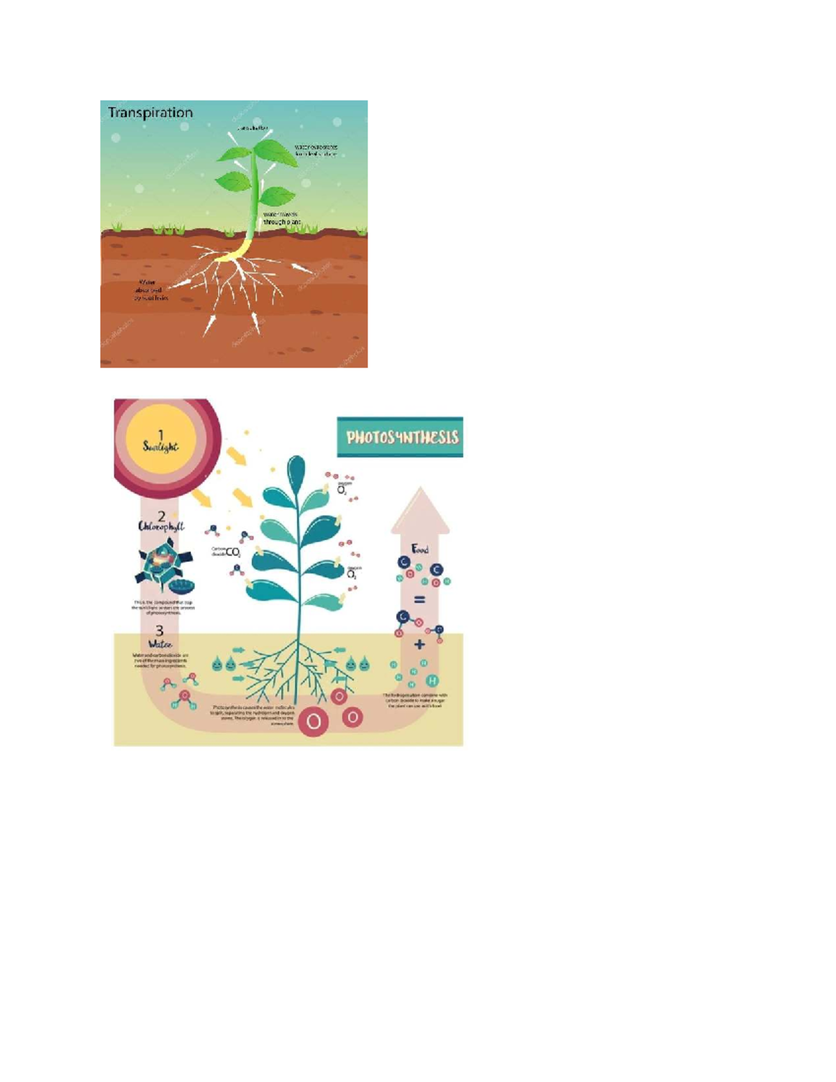 Photosynthesis and Transpiration: Key Processes in Plants - Studocu