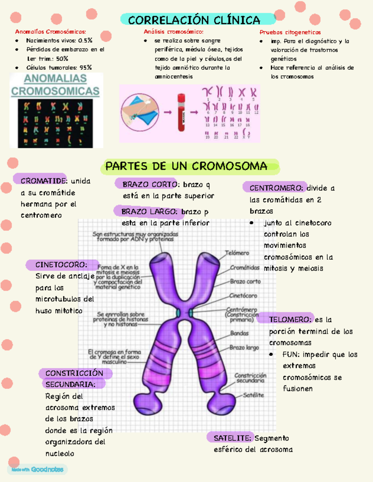 Análisis Citogenético y Estructura de Cromosomas en Histología - Studocu