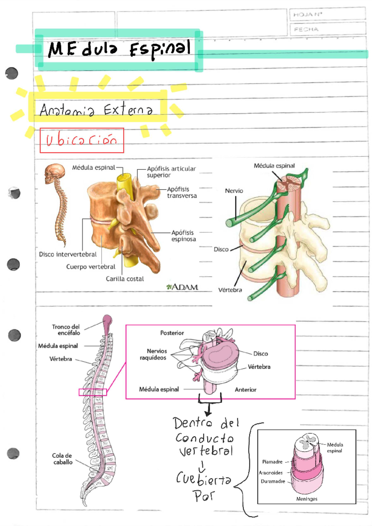 Anatomía de la Médula Espinal: Notas de Estudio 12 Medula espinal - Studocu