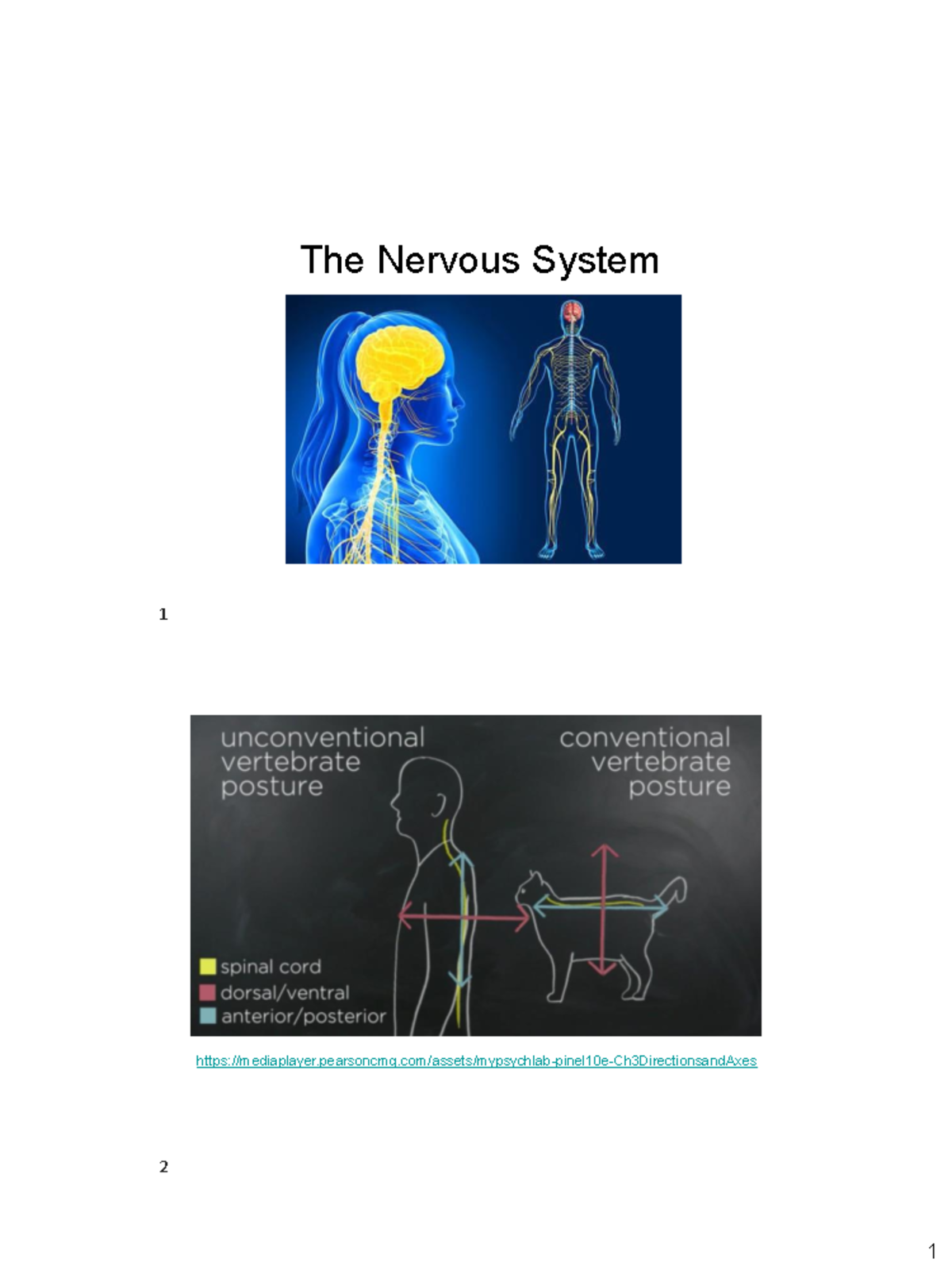 Understanding the Nervous System: Key Concepts & Brain Divisions - Studocu