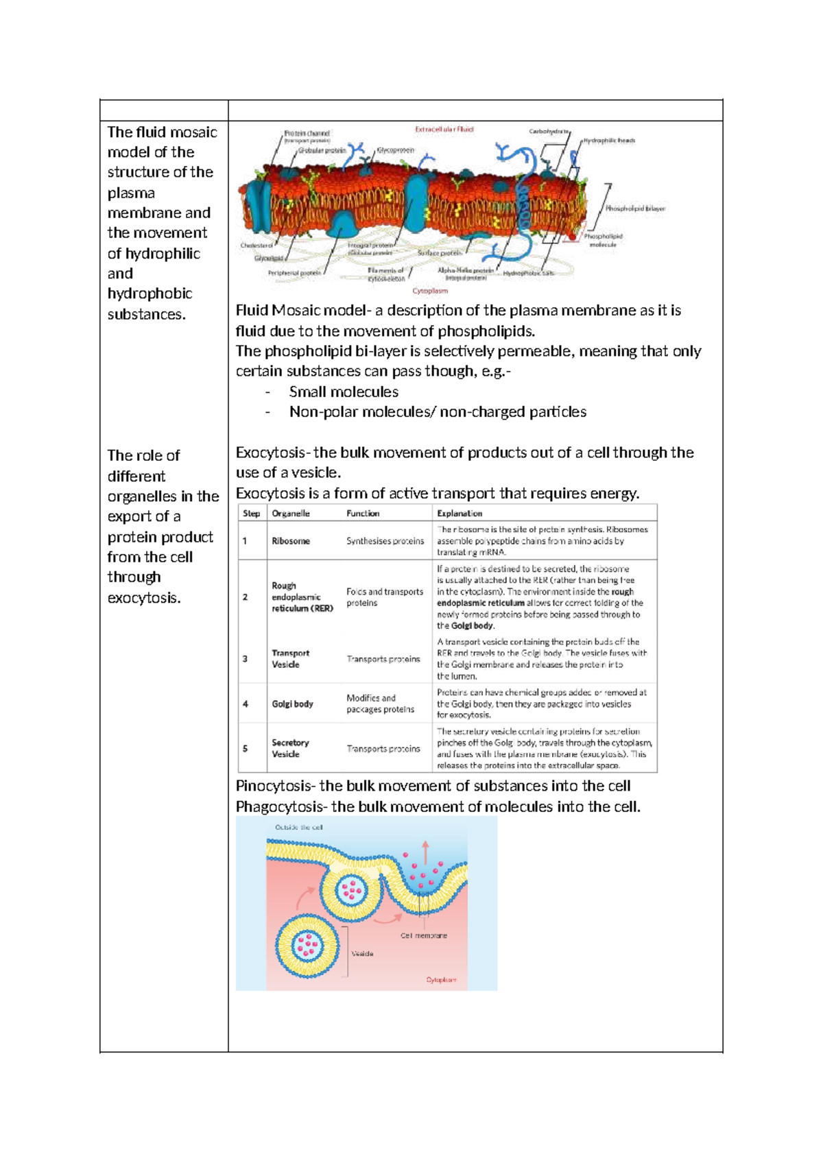 Biology Notes: Fluid Mosaic Model, Membrane Transport, and Gene ...