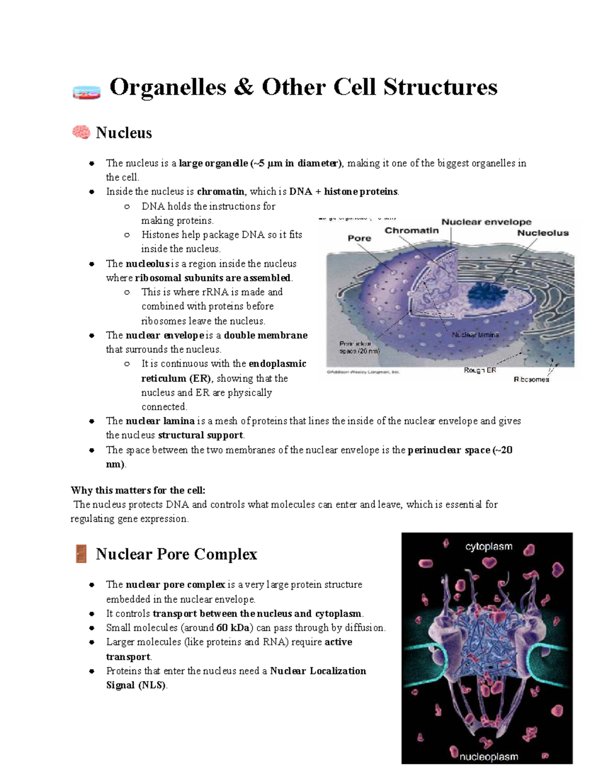 Organelles & Cytoskeleton Overview: Key Cell Structures - Studocu