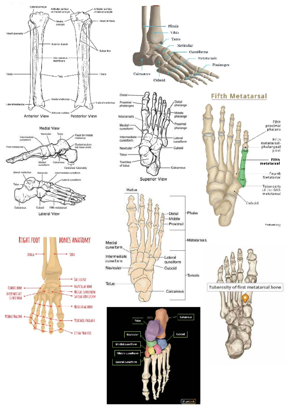 Anatomy of the Right Foot Bones: FIBULA & TIBIA Overview - Studocu