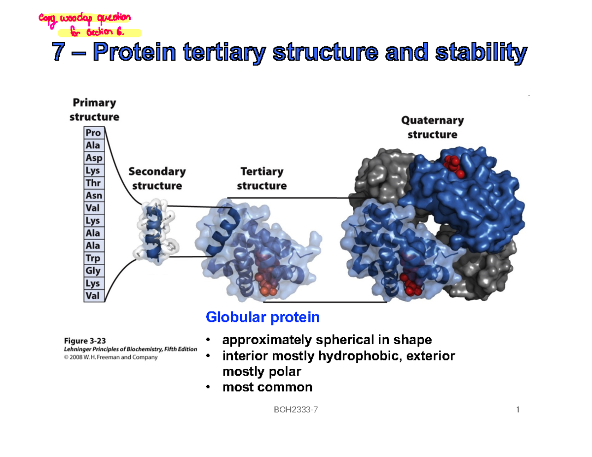 BCH2333 71 - Protein Tertiary structure and stability - Globular ...