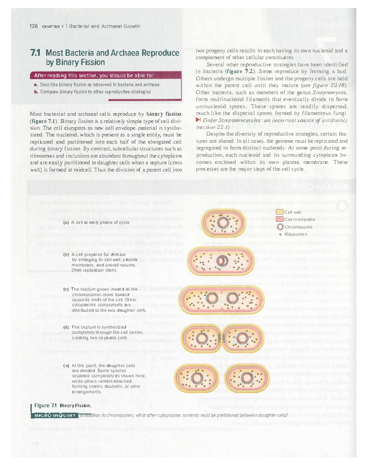 128 CHAPTER 1: Bacterial & Archaeal Growth - Binary Fission Explained ...