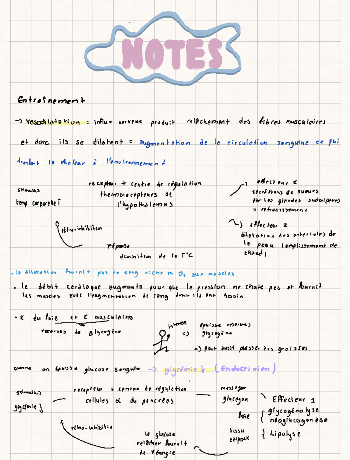 Examen synthèse anatomie & physiologie - Entrainement vasodilatation ...