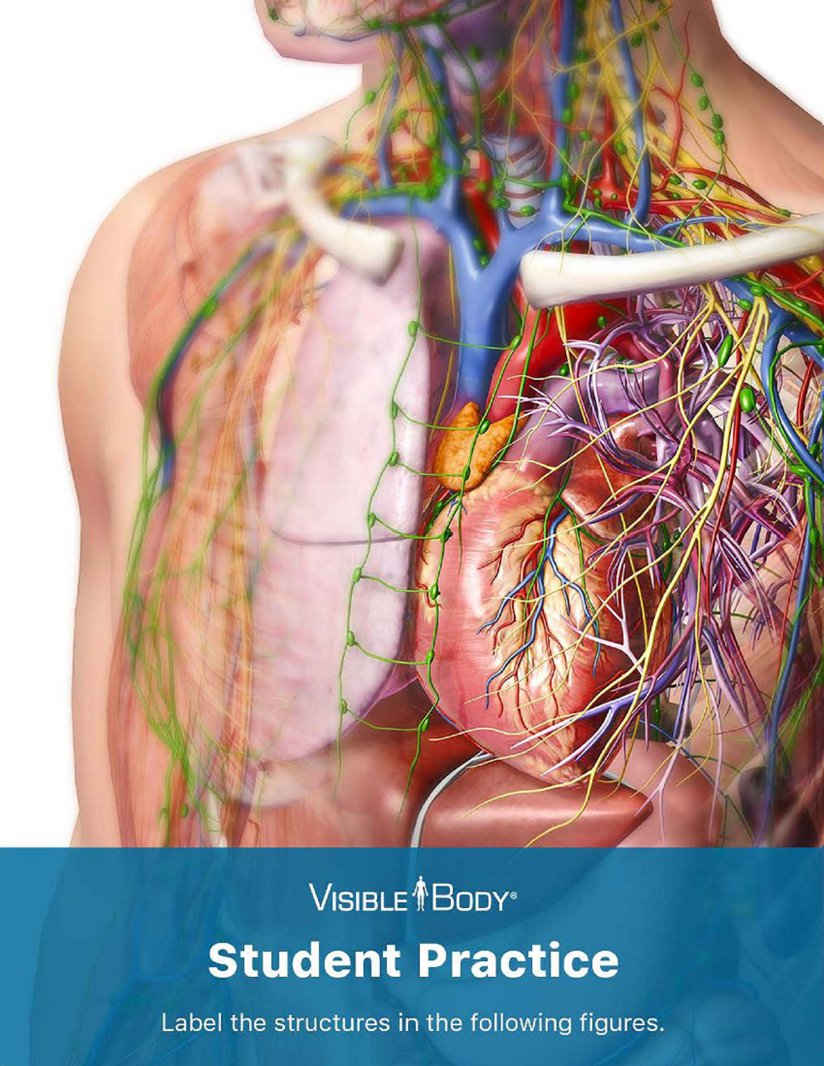 Lab Manual: Human Heart Atlas - Anatomy & Circulation Overview - Studocu
