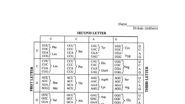 Worksheet Week 11 Chapter 9 Protein Synthesis - Name ...
