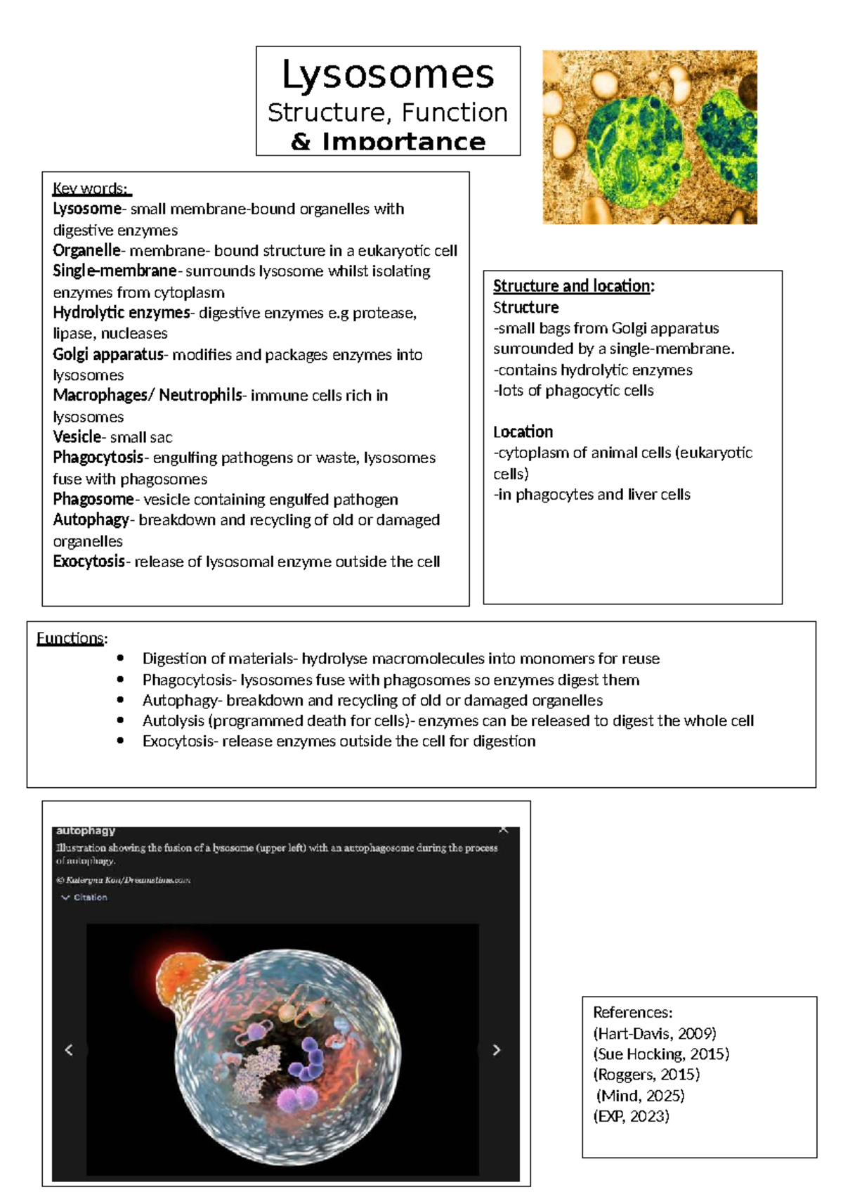 Lysosomes: Structure, Function, and Importance - Handout - Studocu