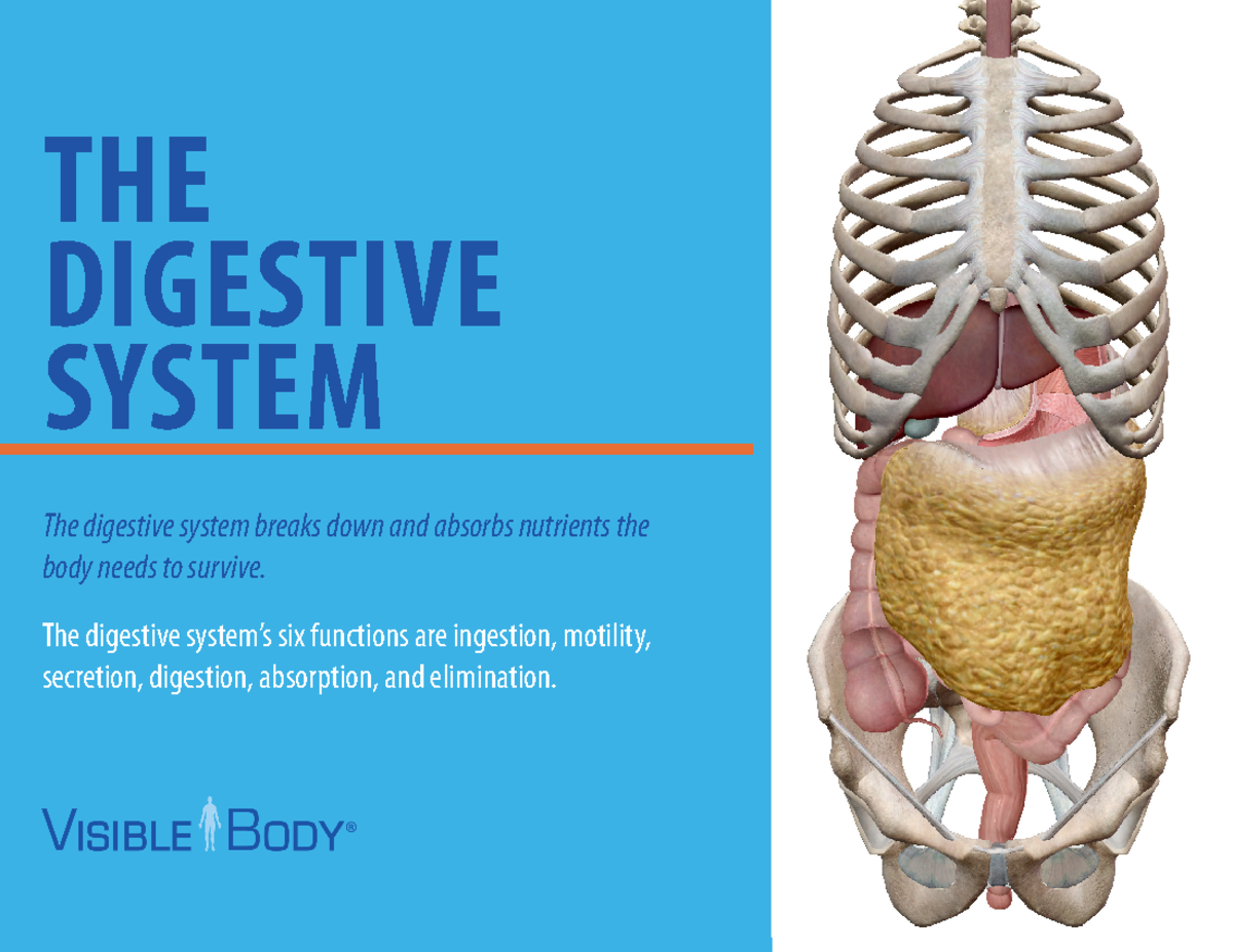 Digestive System Overview: Functions and Key Structures - Studocu