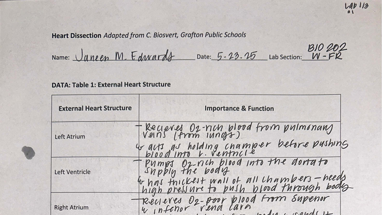 BIO 202 LAB 1 Heart Dissection: Structure and Function Analysis - Studocu