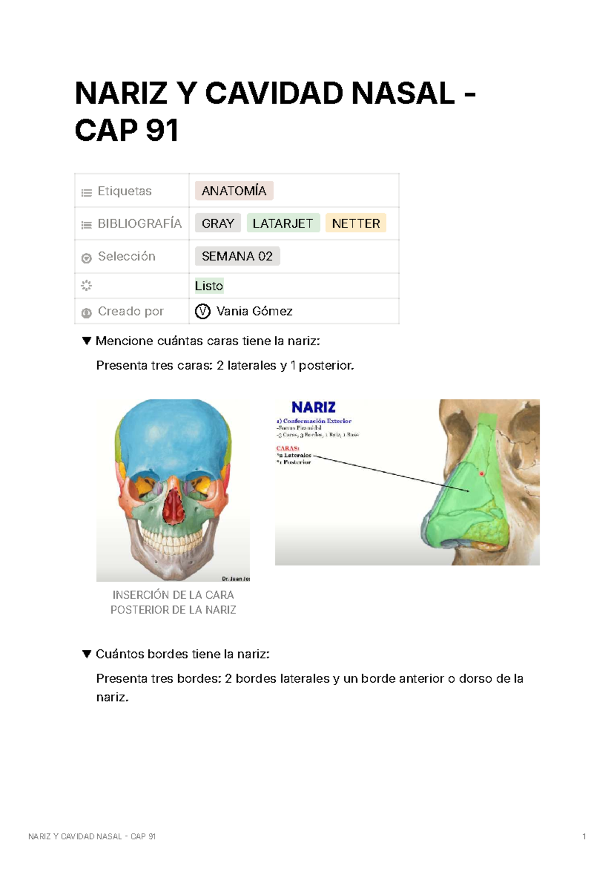 Modelo De Cavidad Nasal Etiquetado MODELO ANATOMICO CAVIDAD