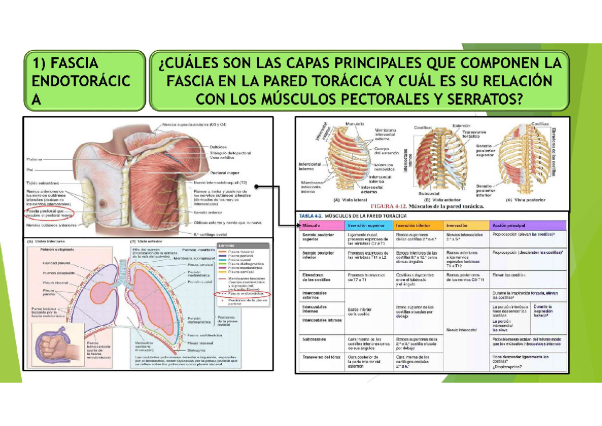FASCIA ENDOTORACICA: RELACIÓN CON MÚSCULOS PECTORALES Y SERRATOS - Studocu