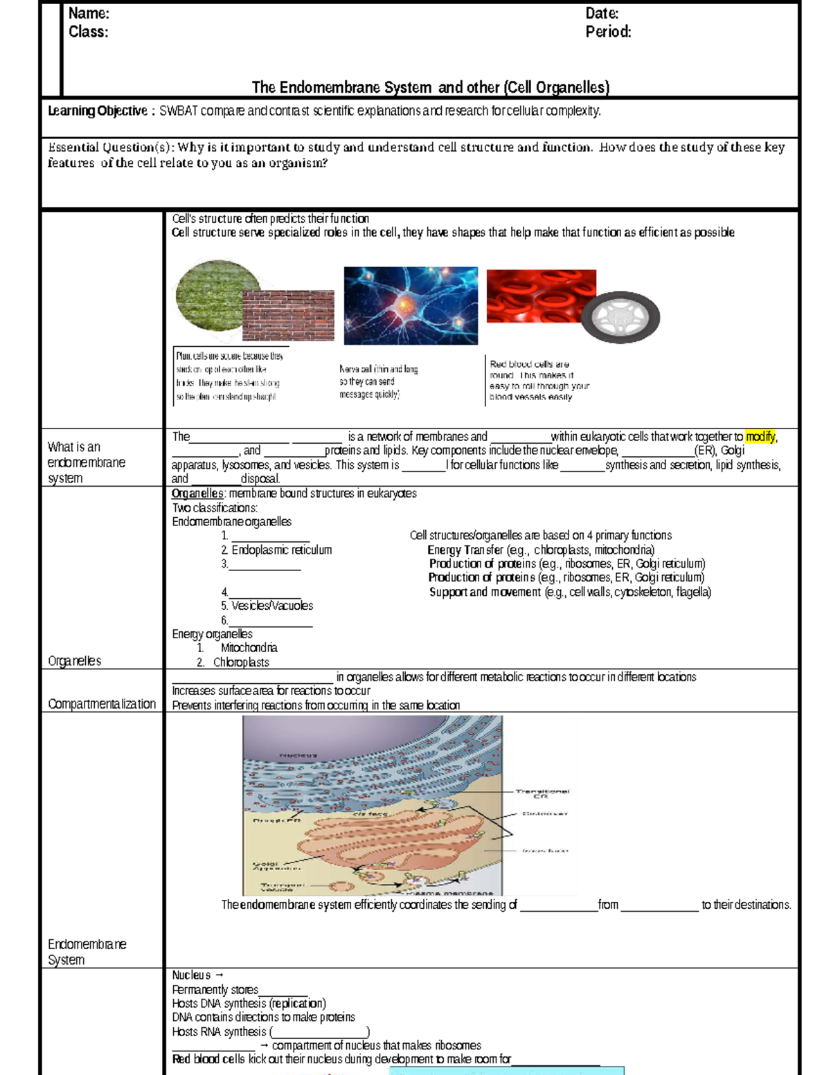 09.10.2025 Endomembrane System & Organelles - Cornell Notes - SH - Studocu