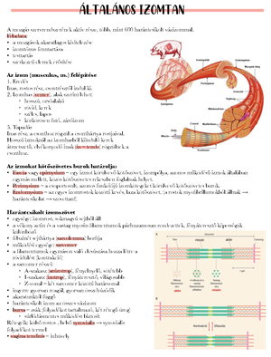 Izmok csoportosítása működés szerint - Mozgásrendszer A vállövre ható ...