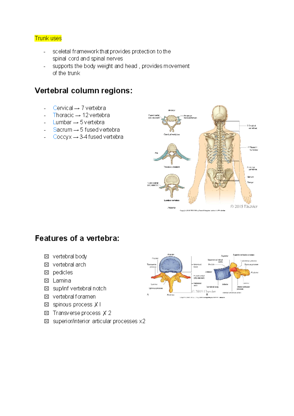 1 Trunk vertebral column - Trunk uses sceletal framework that provides ...