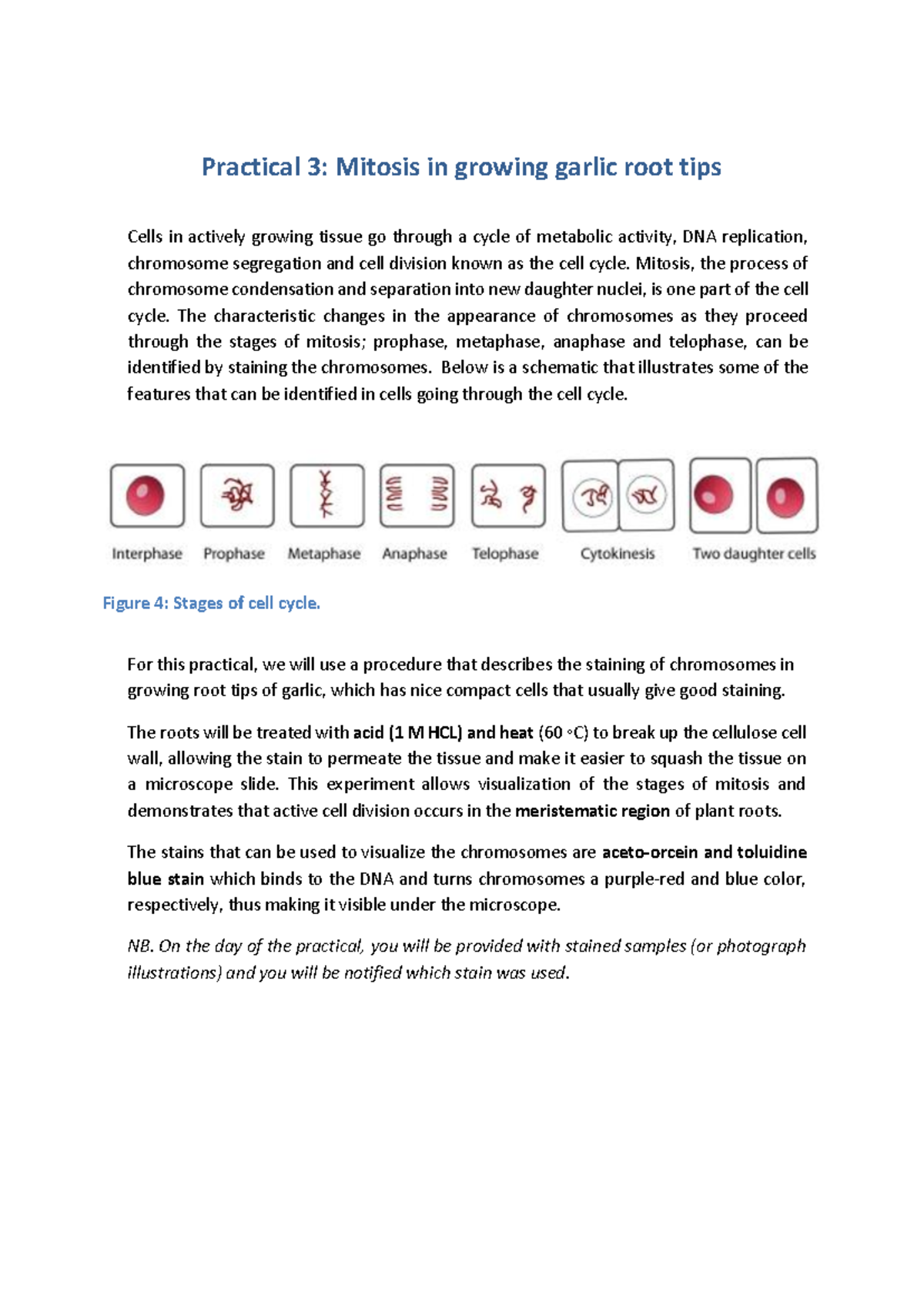 Mitosis Visualization in Garlic Root Tips: Practical 3 Guide - Studocu