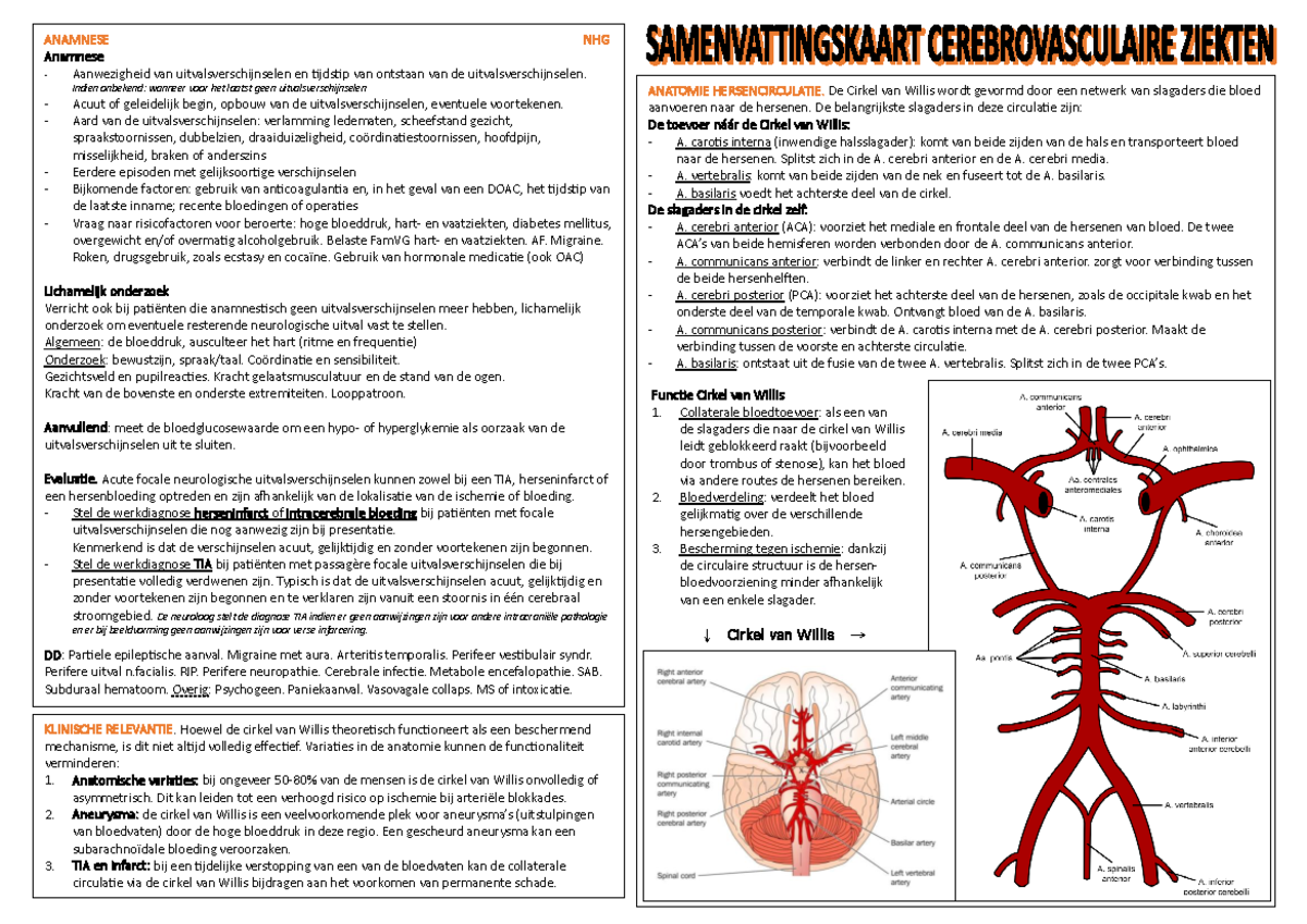 Samenvatting NEU: Cerebrale Aandoeningen en Anatomie Cirkel van Willis ...