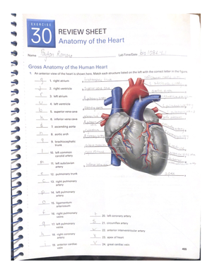 Anatomy of the digestive system exercise 38 review sheet - EXERCISE 38 ...