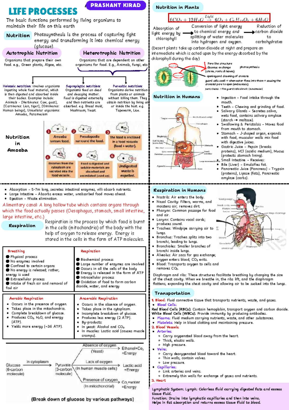 Biology Study Notes: Life Processes, Nutrition, and Reproduction - Studocu