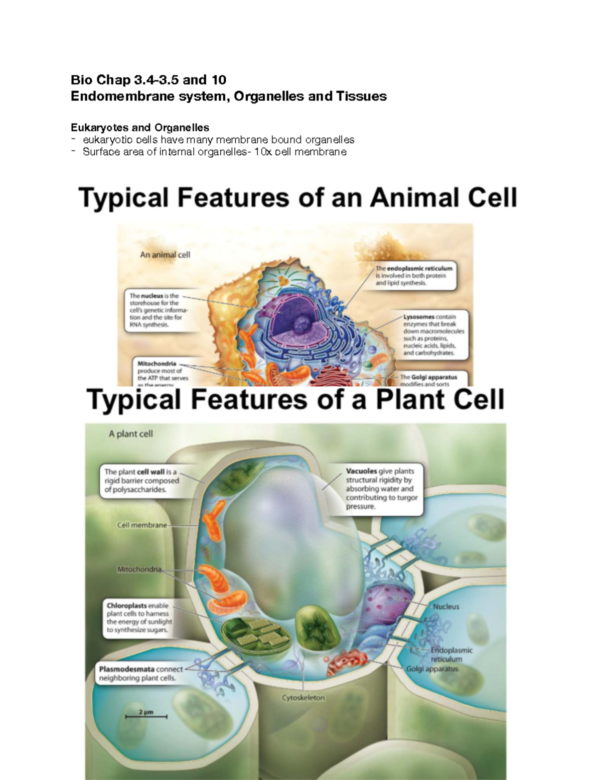 Bio 3.4, 3.5, 10: Endomembrane System & Eukaryotic Tissue Structure - Studocu