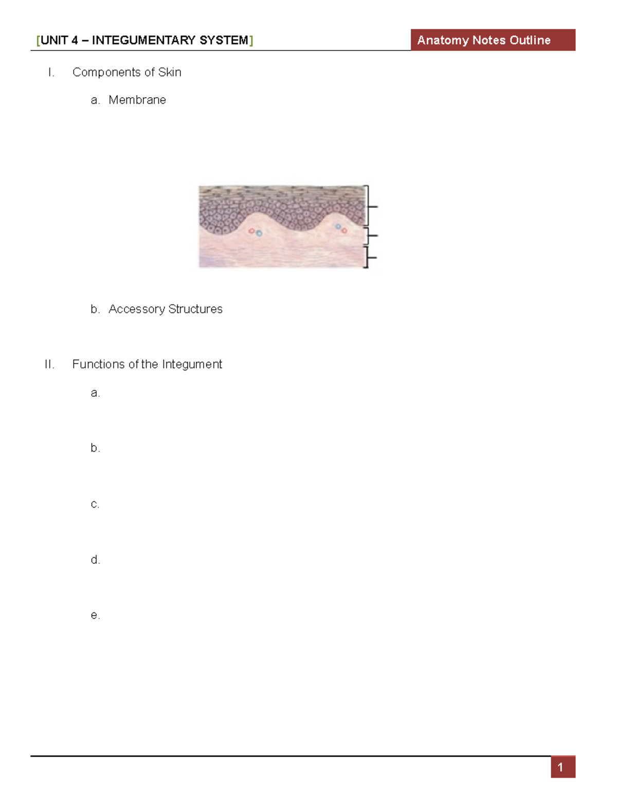 Integumentary System Study Guide (BIO 101) - Studocu