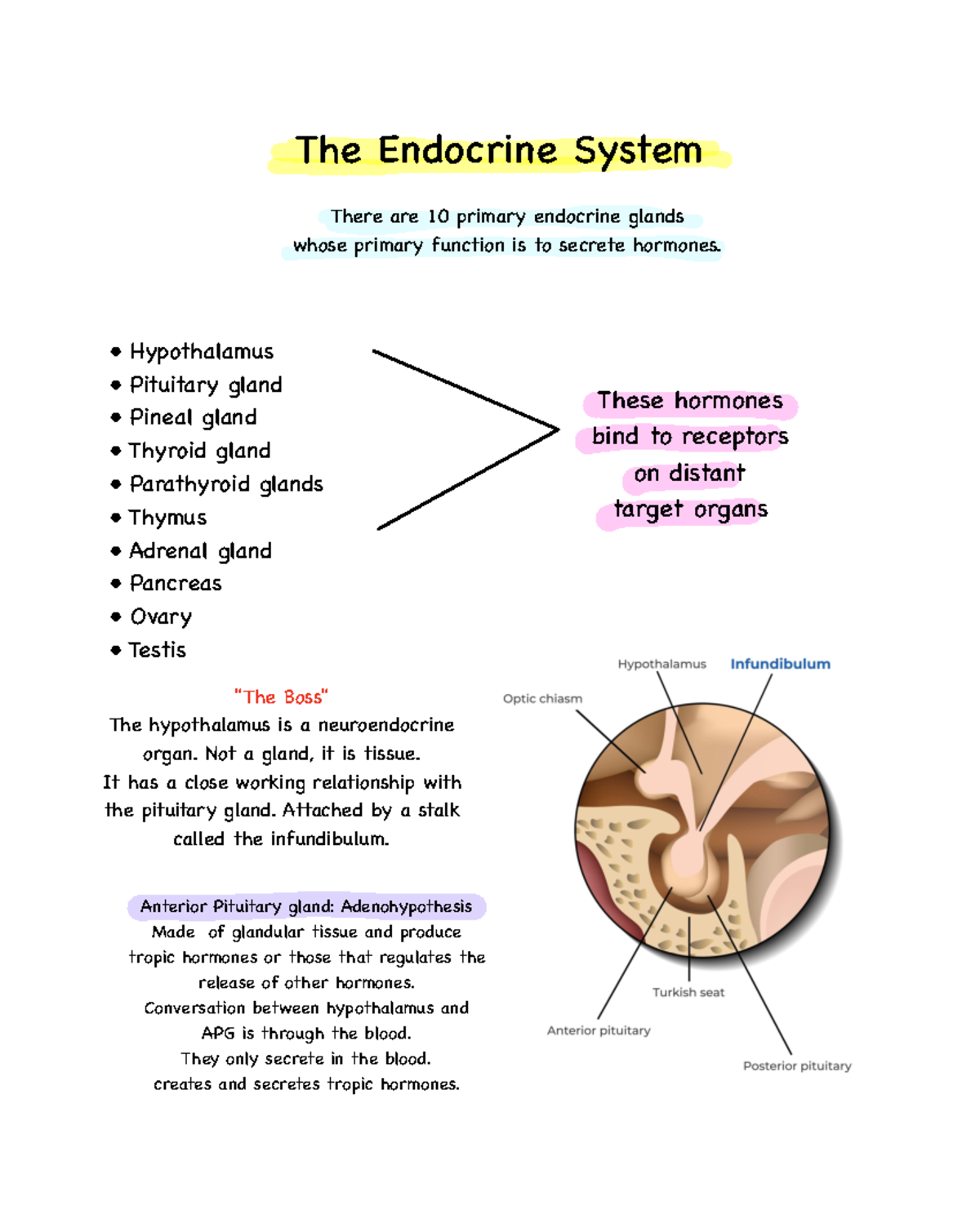 AP 2 LAB - Endocrine system - • Hypothalamus • Pituitary gland • Pineal ...