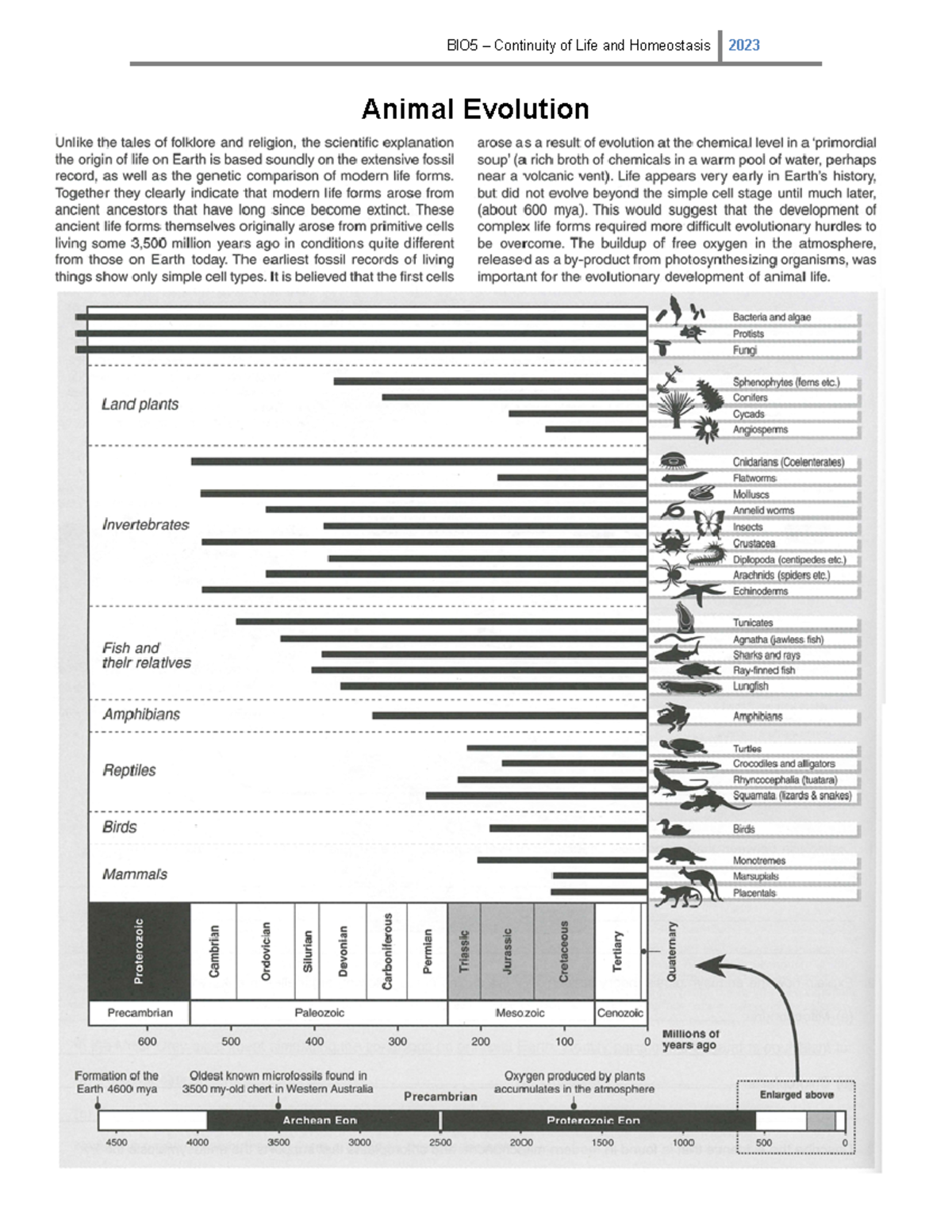 Animal Evolution Workbook - BIO5 – Continuity of Life and Homeostasis ...