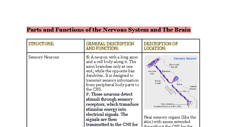 PSYC 100 - Neurobiology: Parts and Functions of the Nervous System ...