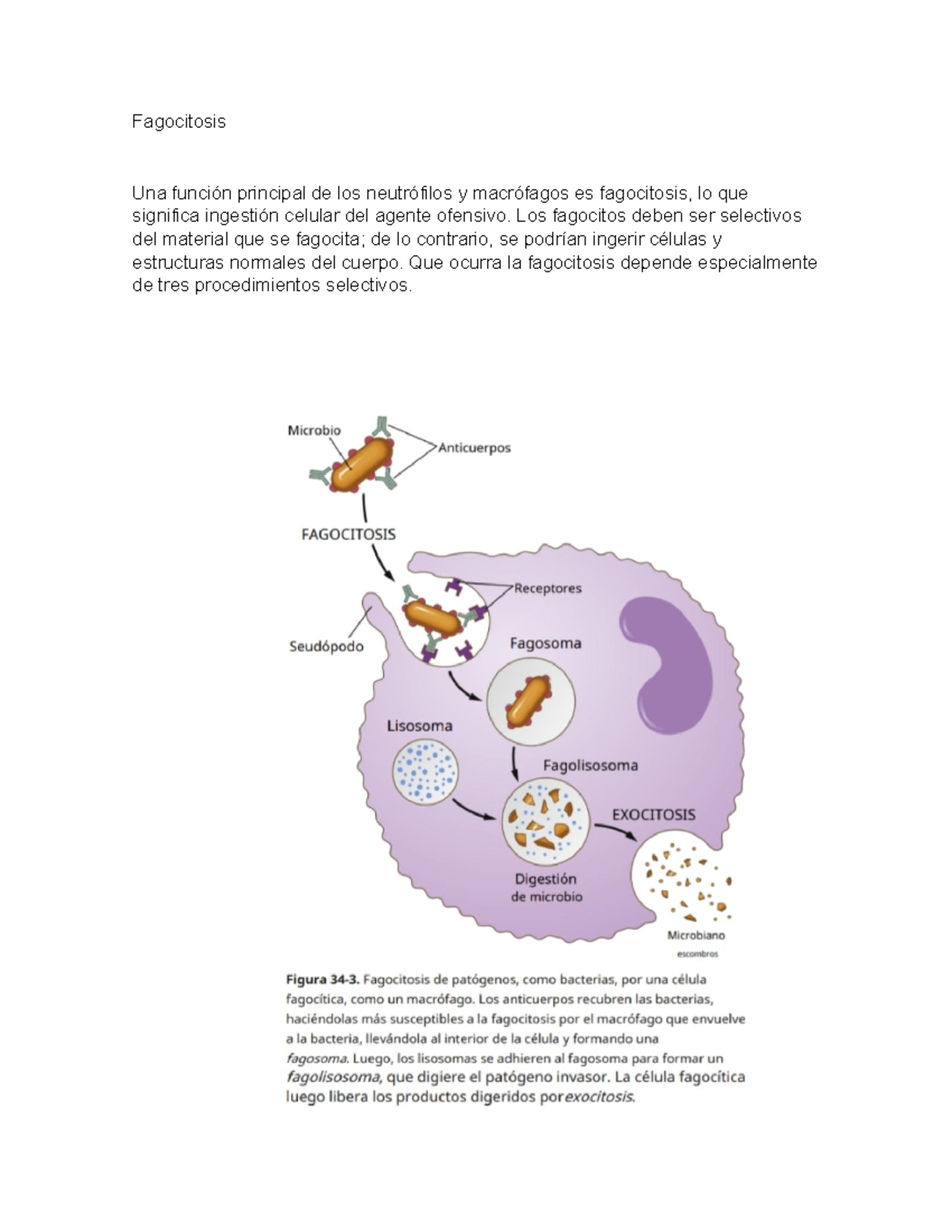 En La Célula Que Envuelve Las Bacterias Las Bacterias Son