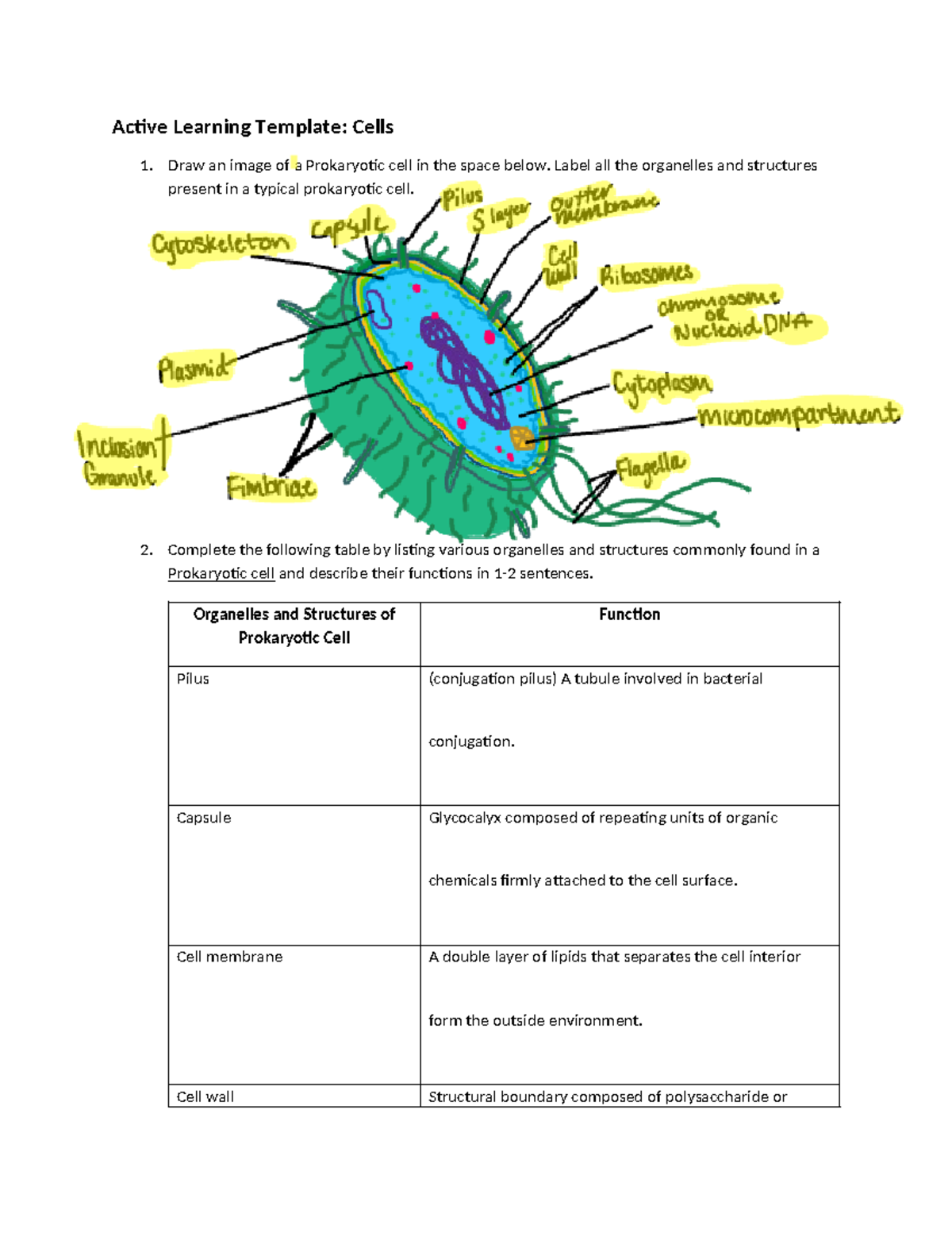 BIOS242 Week 2: Prokaryotic & Eukaryotic Cells Overview Assignment ...