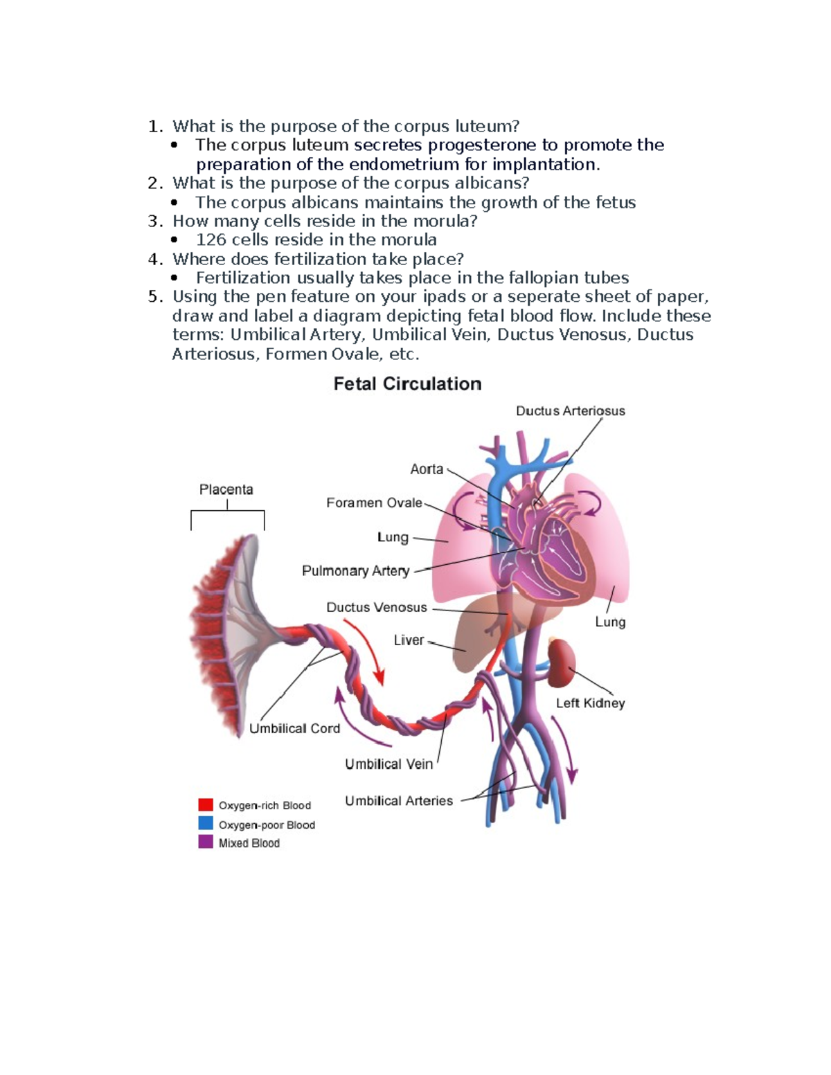 Embryology 101 - Worksheet on Fetal Development and Structures - Studocu