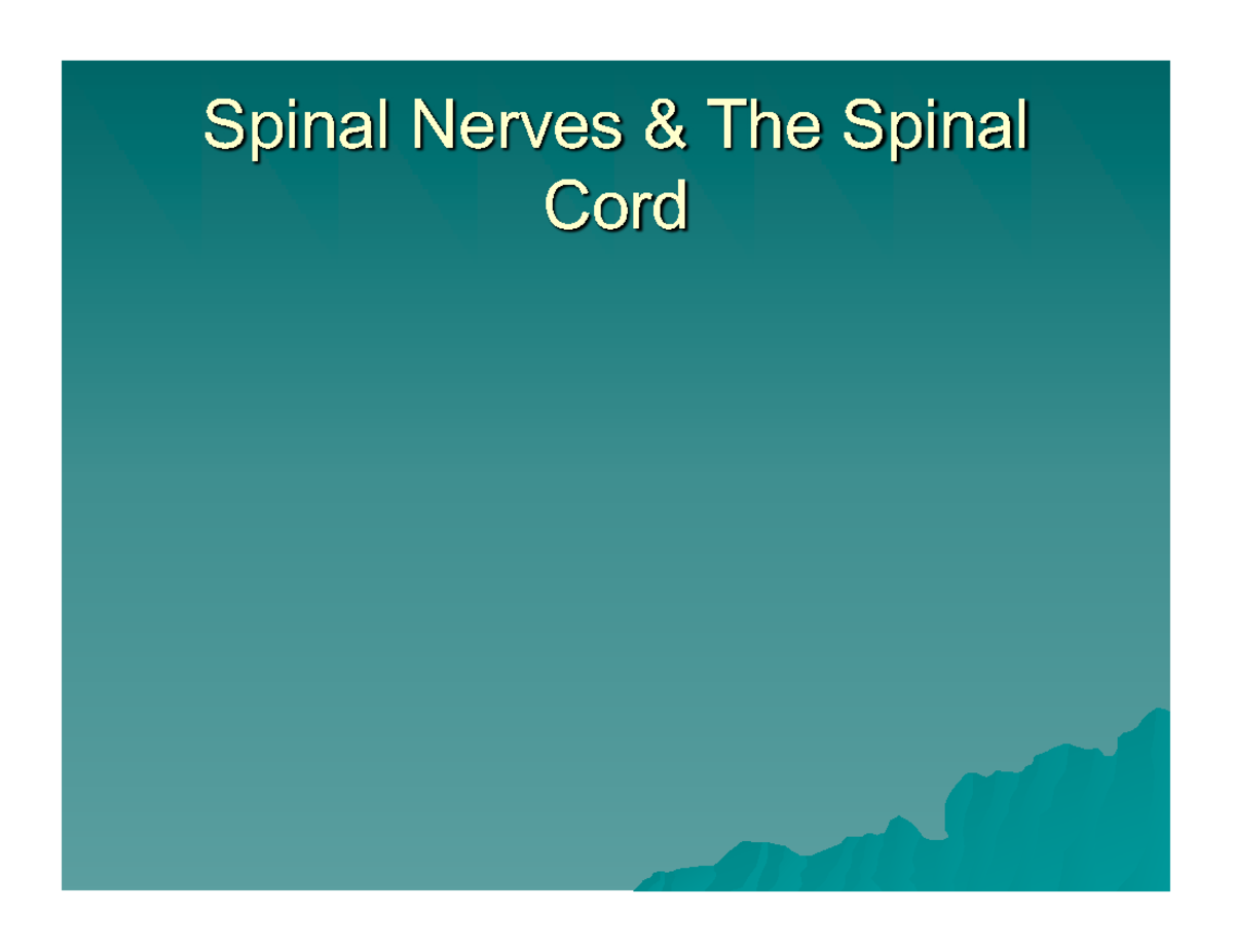 Spinal Nerves and Cord Anatomy Overview - BIOL 4664 Notes - Studocu
