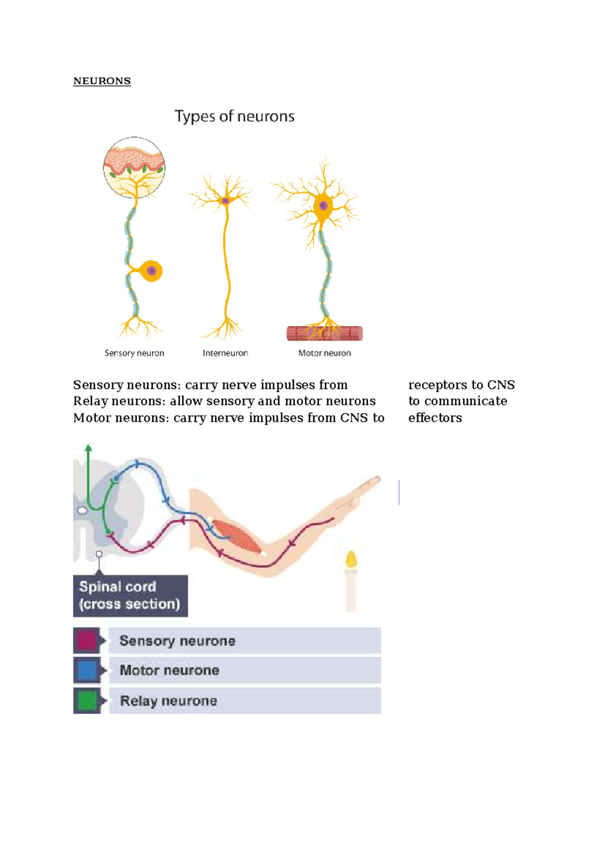 NEUR 101: Neuron Structure and Function Overview - Studocu