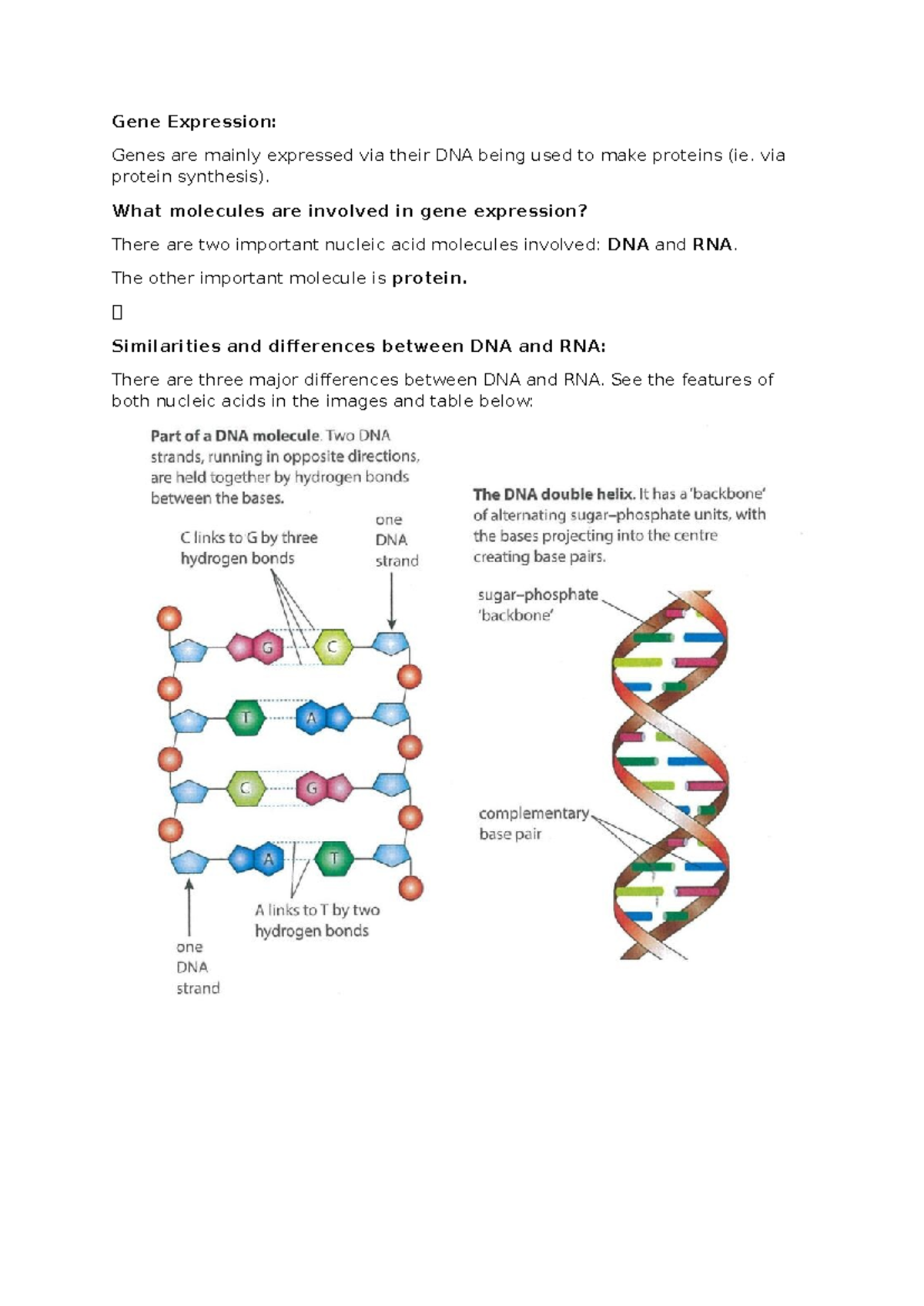 Understanding Protein Synthesis: Transcription & Translation Steps ...