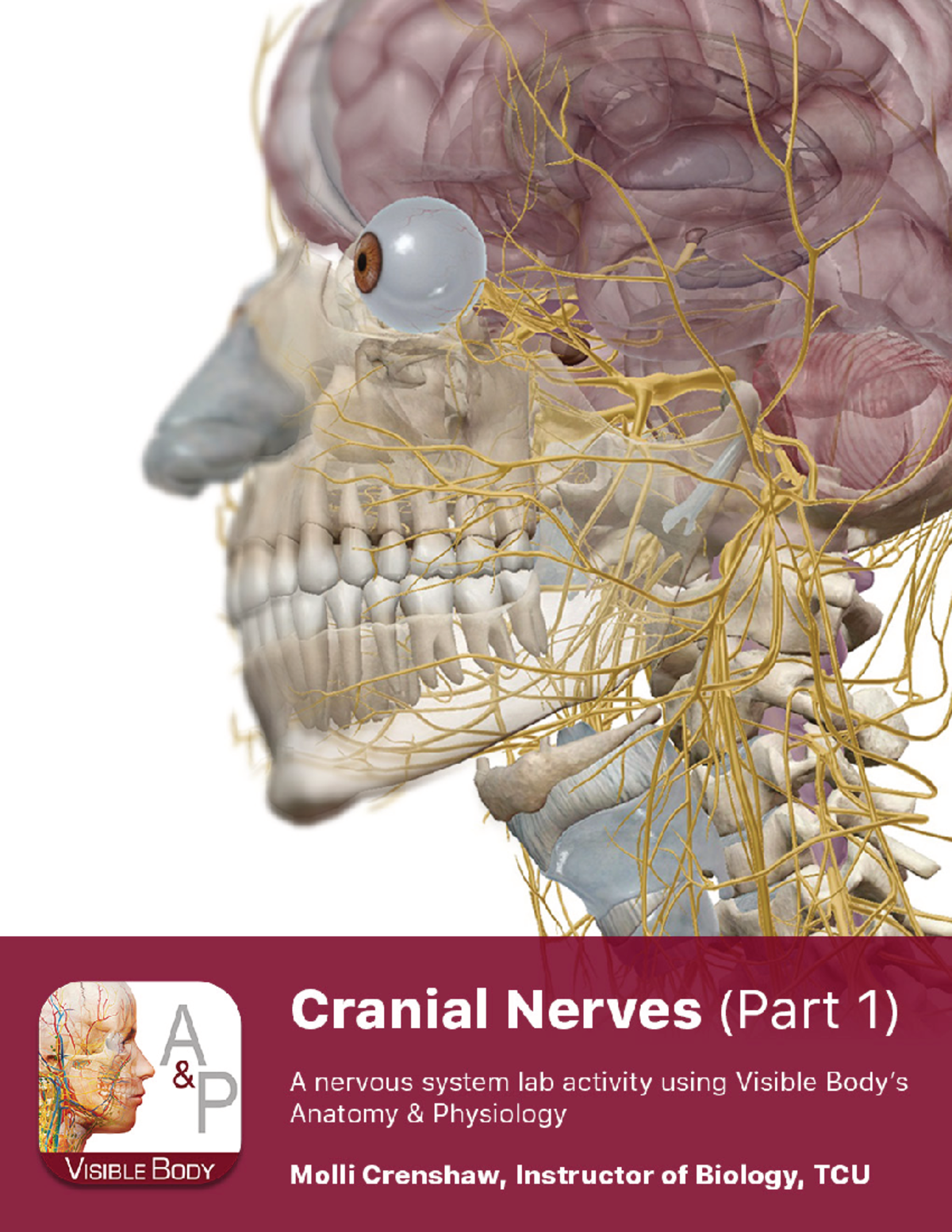 Lab Manual: Cranial Nerves A&P Lab Activities (Part 1) - Studocu