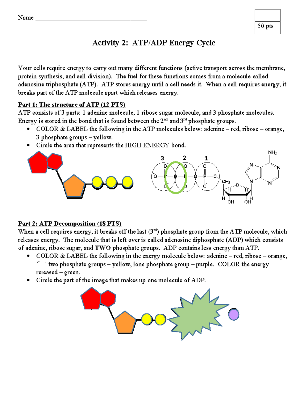 ATP and ADP Energy Cycle Activity (Bio 101 Lab Exercise) - Studocu